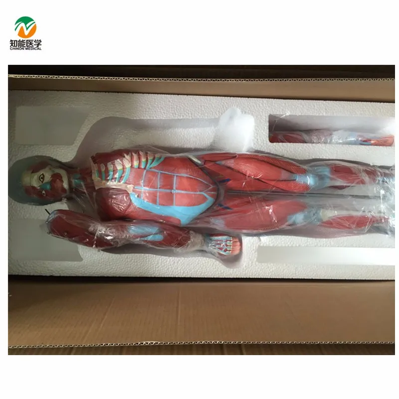 Bix-a1100 Modelo Anatómico De Cuerpo Completo Humano Con Visera - Buy ...