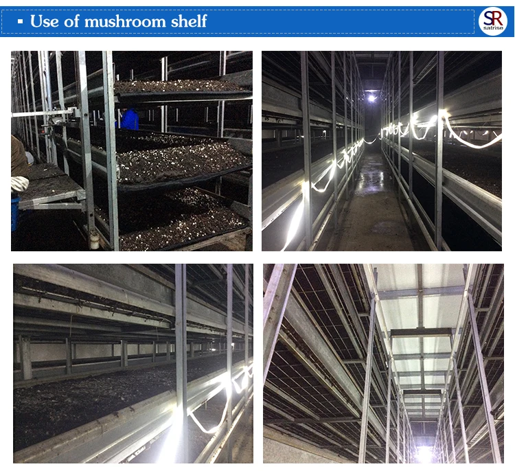 Button Mushroom Farming Equipment - Aluminum Mushroom Growing Shelves ...