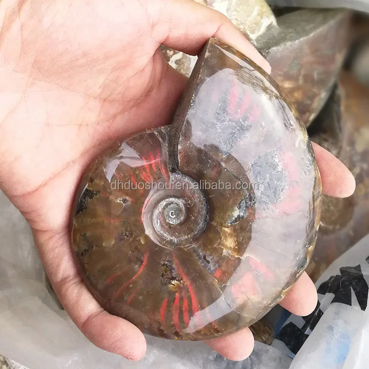 Bulk Wholesale Natural Conch Shell Polished Jade Pattern Ammonite ...