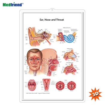 Licensed Educational Plastic 3d Medical Anatomical Wall Chart /poster ...