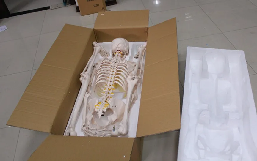 Medical Science Teaching Resources 85cm Human Anatomic Skeleton Model ...
