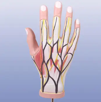 Regional Anatomy Hand Model Of Muscles,4 Parts - Buy Plastic Hand Model ...