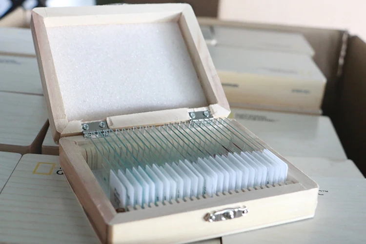 Lab Survey Medical Science Human Oral Teeth Pathological Prepared ...