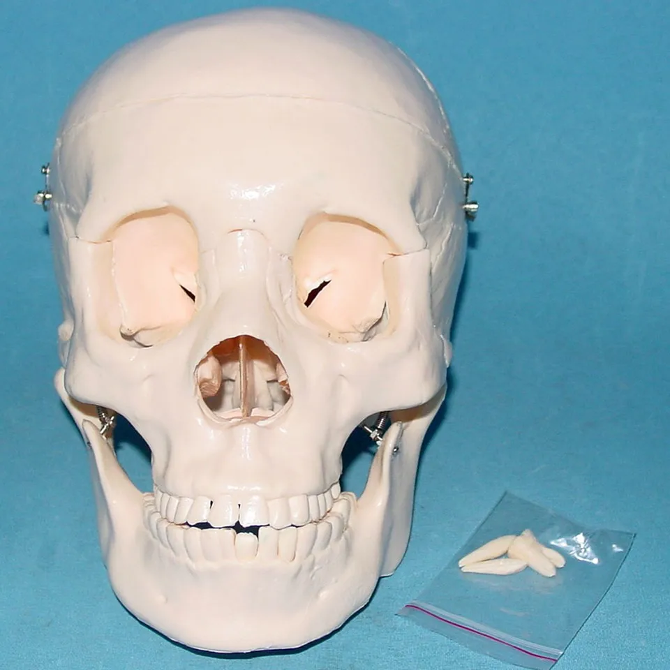 White Skull Model, Educational Medical Anatomy Life-size Skeleton Model ...