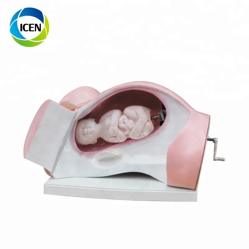 IN-403 Female Contraception Practice IUD Training Model