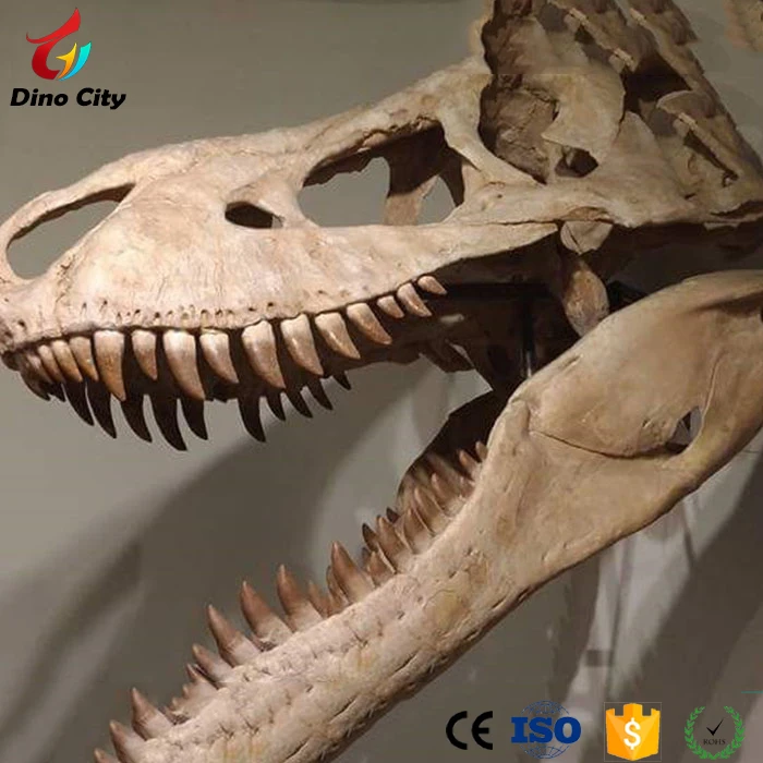 Museum Quality Fossil Artificial T-Rex Skull Replica