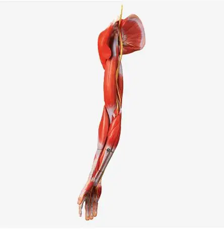 Anatomia Dei Muscoli Del Braccio