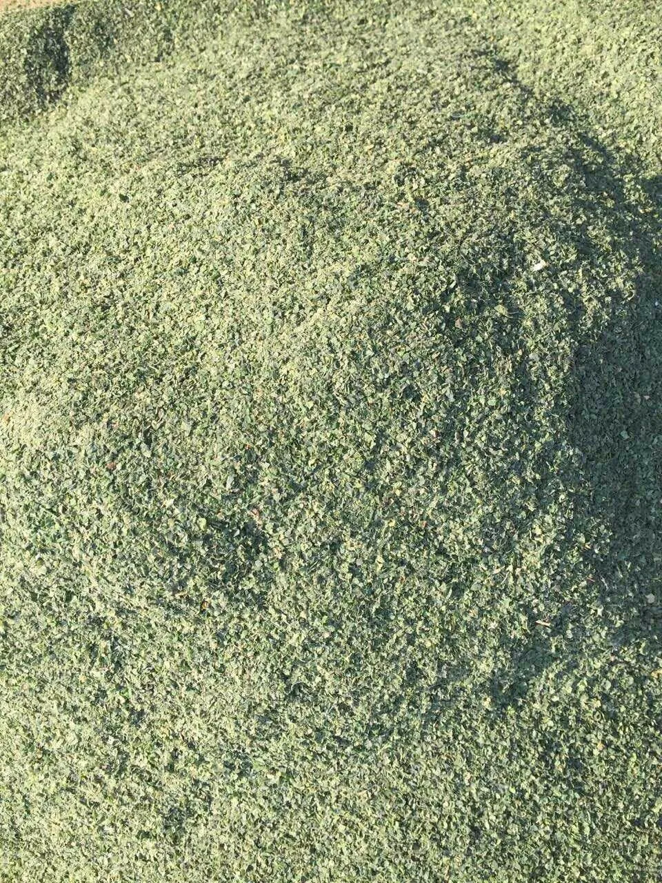 High Quality Dried Seaweed Ulva Lactuca - Organic Aosa Powder