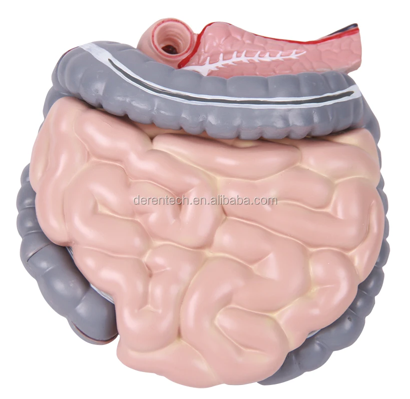 Jejunum,Ileum,Colon - Buy Jejunum Ileum Colon Model,Human Jejunum Ileum ...