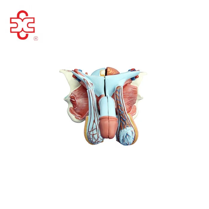 human anatomy model Male Genital reproductive organ models| Alibaba.com