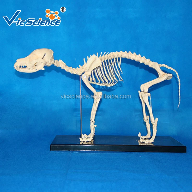 Medical Science Medical Animal Skeleton Model Animal Dog Canine ...