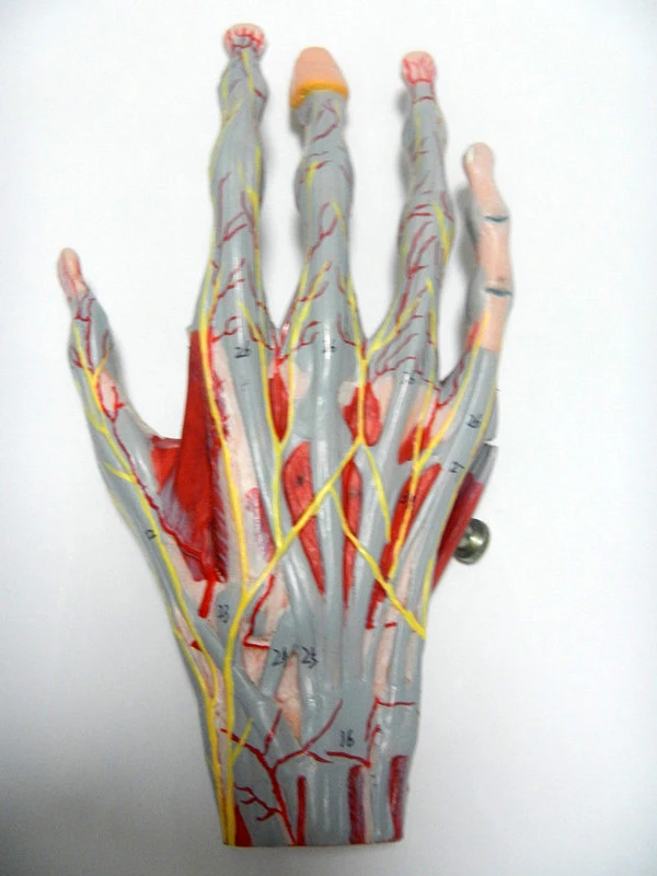 Muscle Anatomy Hand,Hand Model - Buy Plastic Hand Model,Hand Model,Hand ...