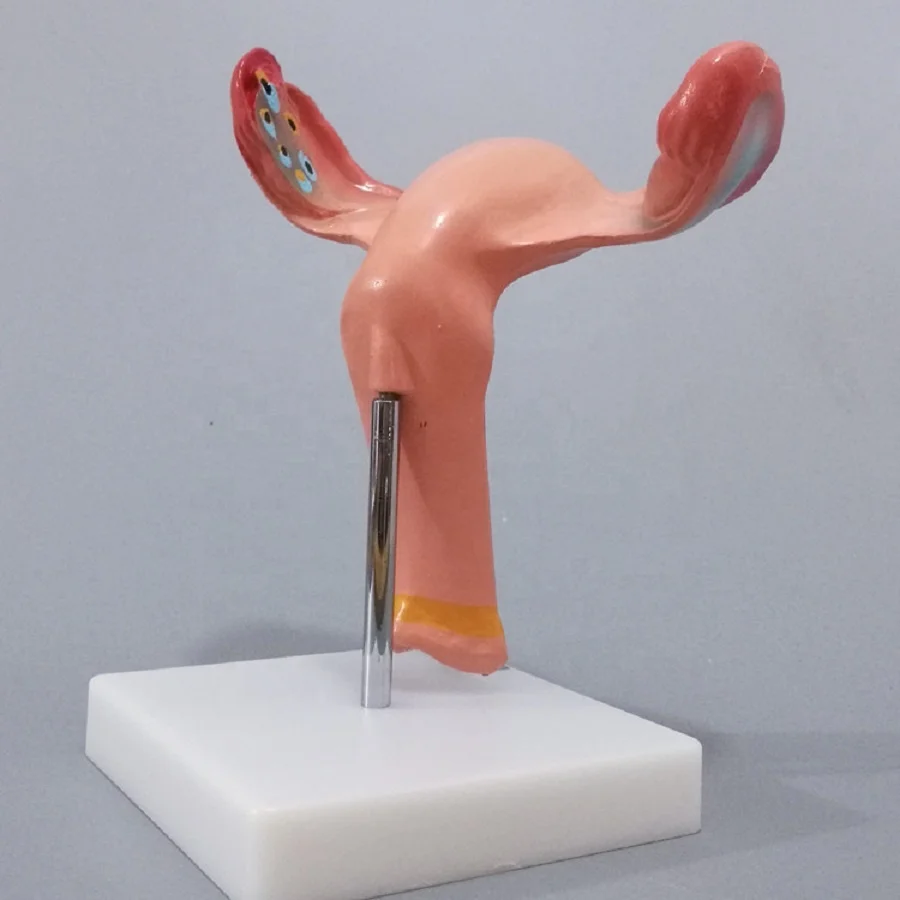 Healthy Female Uterus Anatomy Medical Model| Alibaba.com