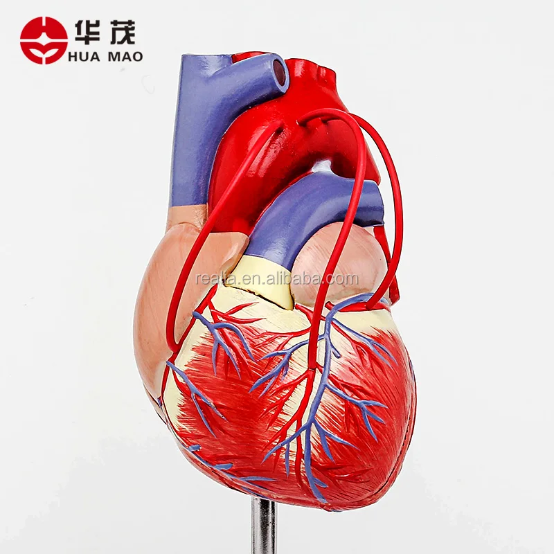 Plastic Heart Model Labeled