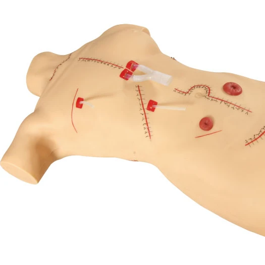 GD/LV18 General Doctor Surgical Suture Model and Bandaging Display ...
