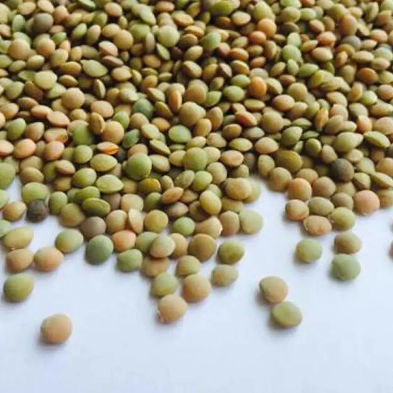 New Crop Chinese Dried Green Lentils - Perfect for Cooking