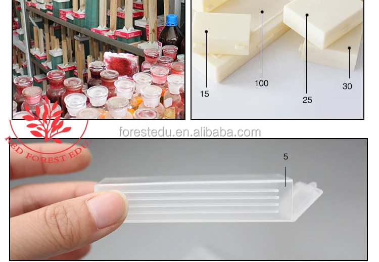 Corn Stem Cross Section - Microscope Slide for Biology Lab