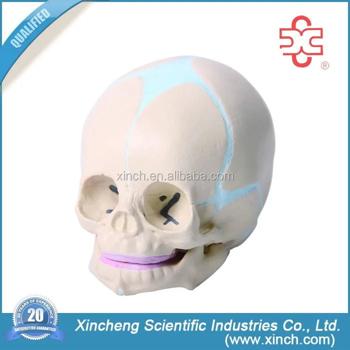 Infant Skull Model, Baby Skull Model| Alibaba.com