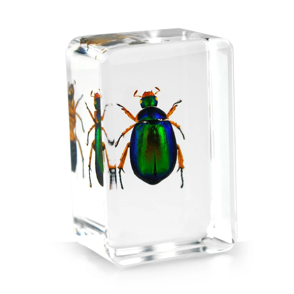 Kids Gifts Dry Insects taxidermy Real insects Cetoniinae Special ...