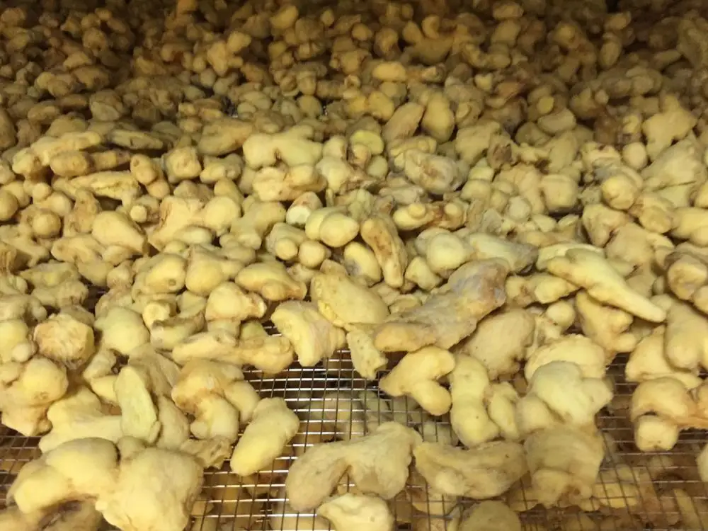 Low Electric Consumption Ginger Drying Machine - High Efficiency