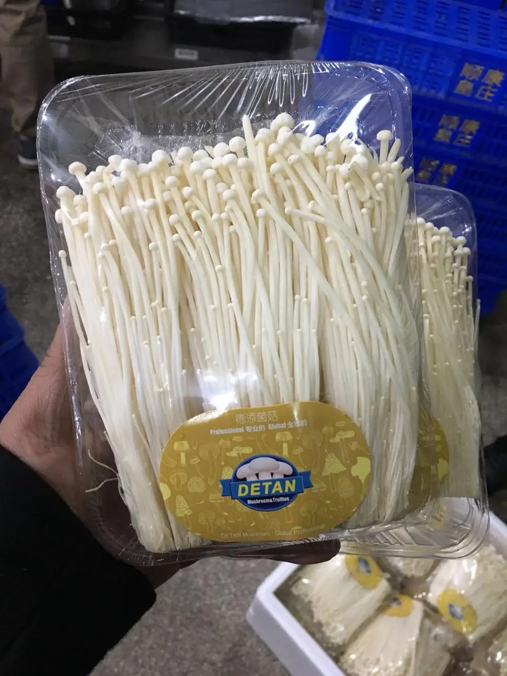 Fresh Enoki Mushroom Origin Jamur Enoki For Sale - Buy Jamur Enoki ...