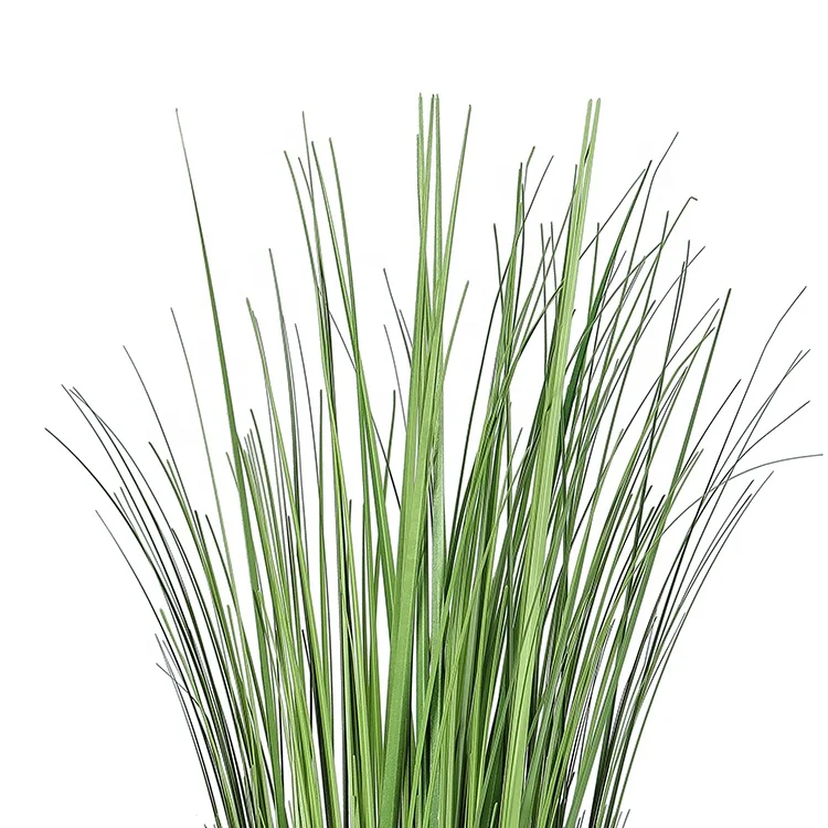 Natural Green Tall Long Grass Onion Grass for Garden Decor