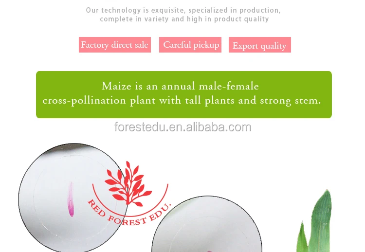 Corn Stem Cross Section - Microscope Slide for Biology Lab