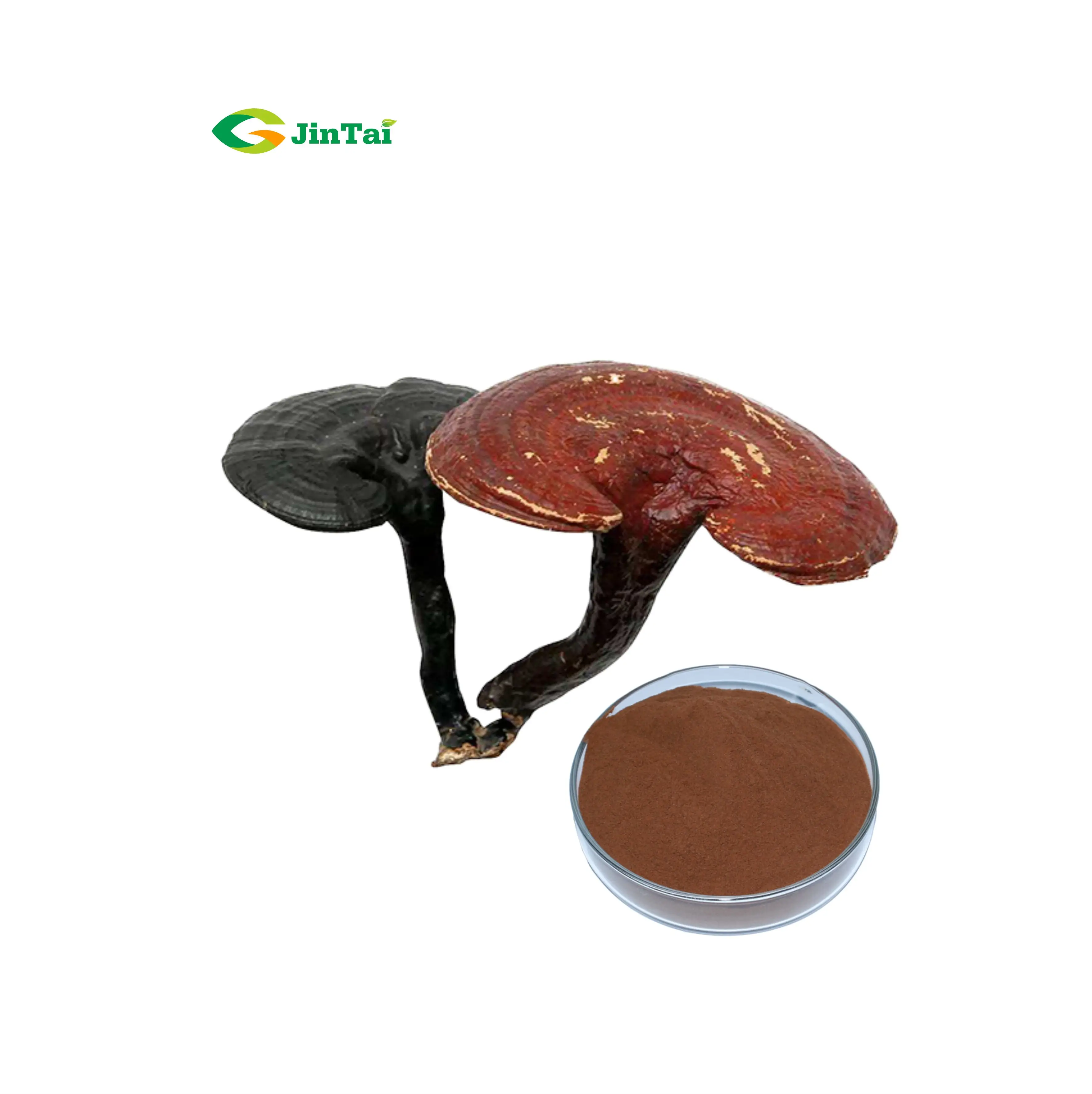 Ganoderma Lucidum Extract Powder - Reishi Mushroom Benefits