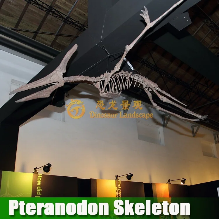 Pteranodon Skeleton Size