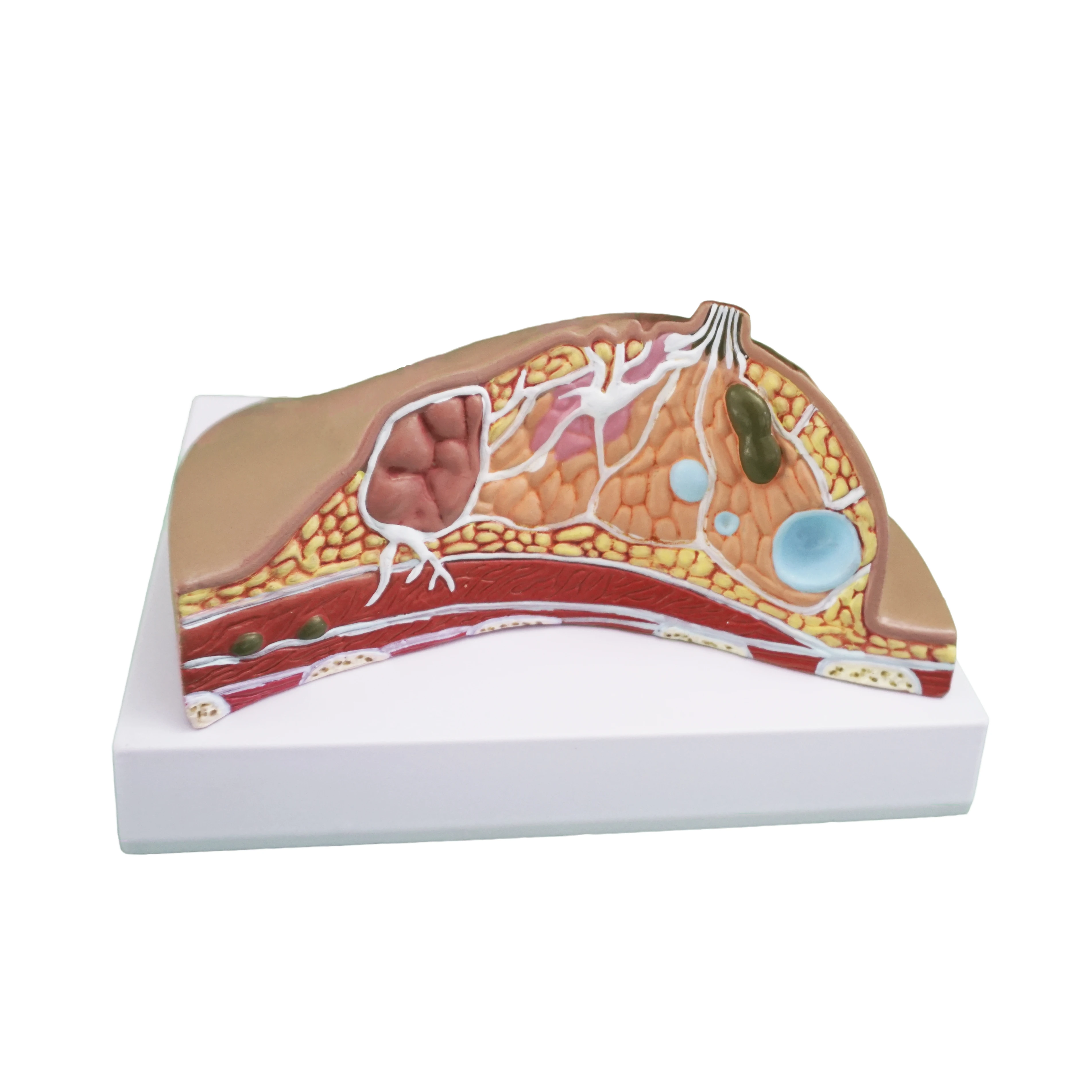 Female Breast Anatomy Structure Diagram Schematic Raster Illustration ...
