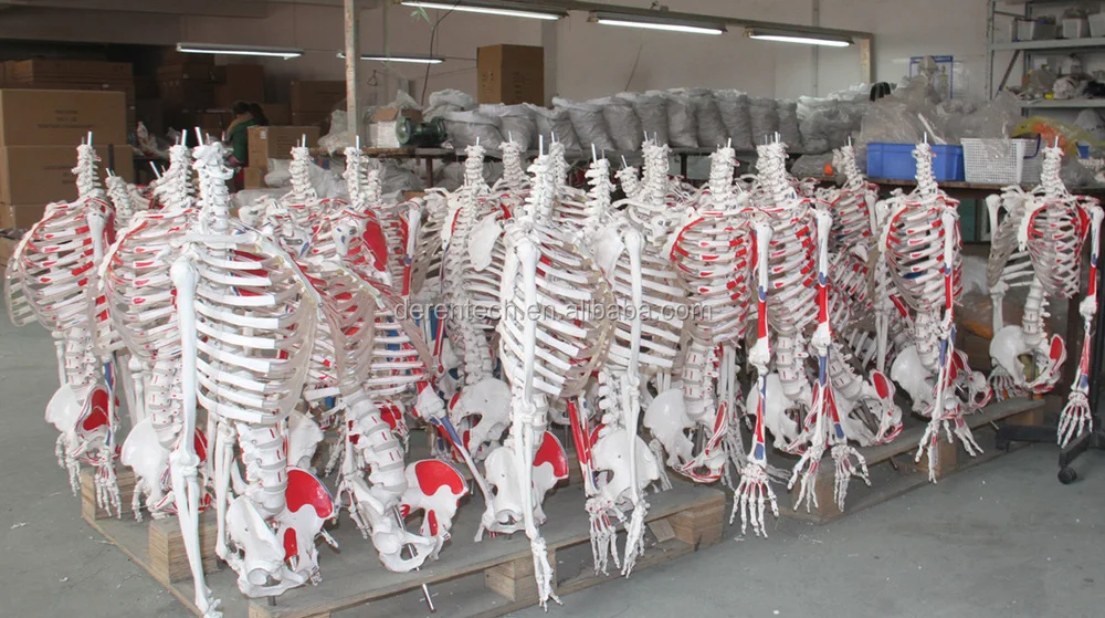 Goat Anatomical Model - Detailed Anatomy for Medical Science