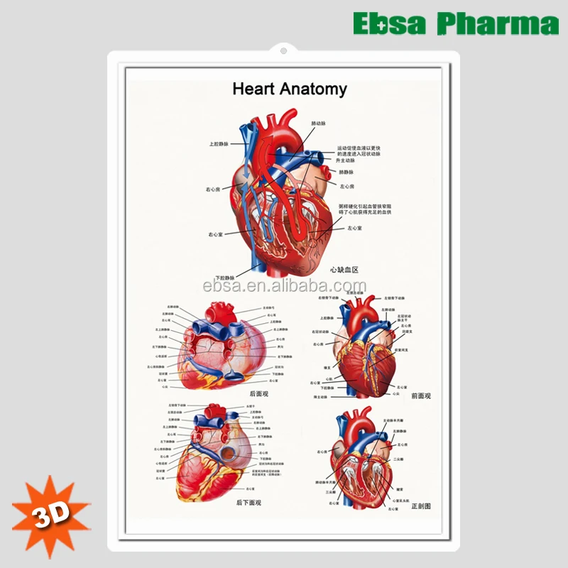 3d Medical Human Anatomy Heart Wall Charts / Poster-heart Anatomy - Buy ...