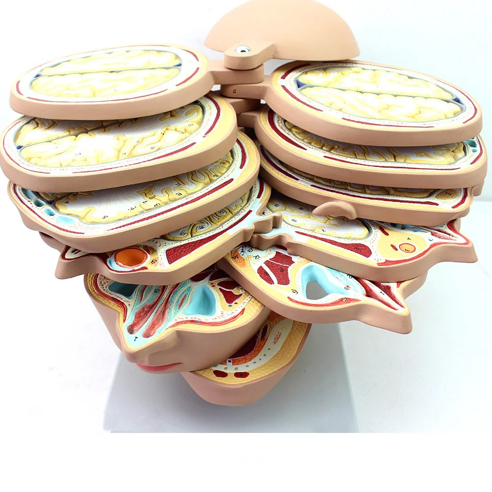 Head section model Human brain anatomical model Brain transection model ...