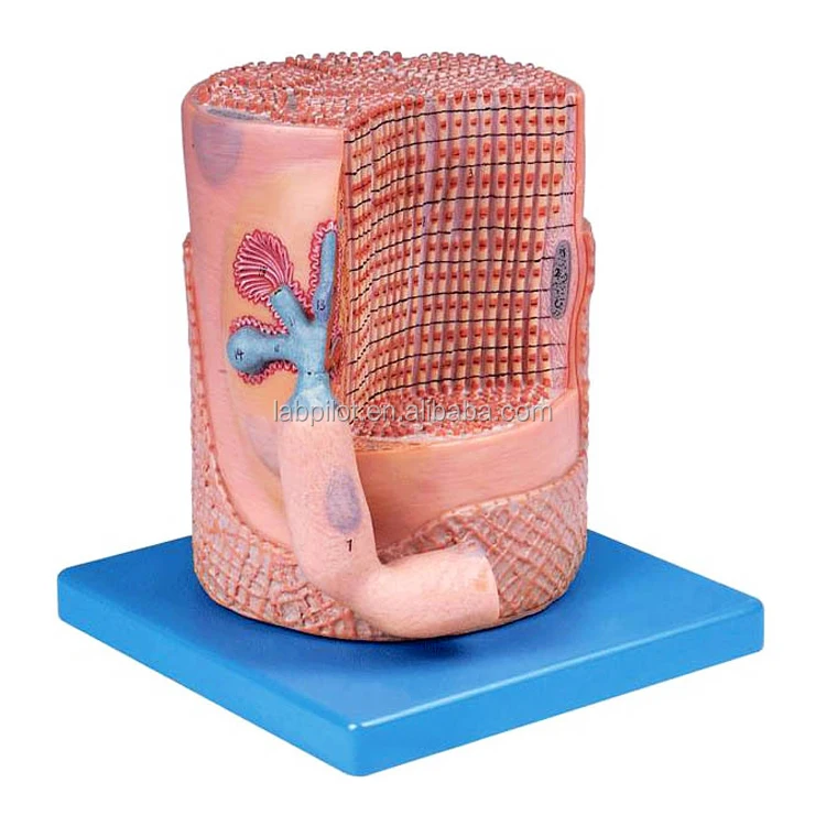 Alibaba.com: Labpilot LP/A18003 Anatomical Model, human life size for ...
