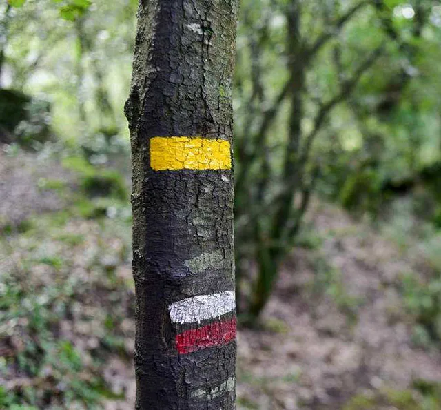 High Visibility Timber Marking Liquid Spray Paint, Acrylic-Based ...