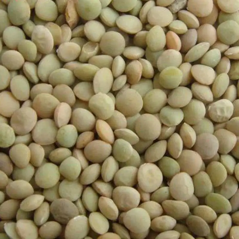 New Crop Chinese Dried Green Lentils - Perfect for Cooking