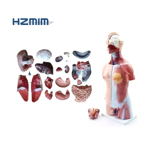 Life-size Medical science anatomical model, Plastic Human Anatomical ...