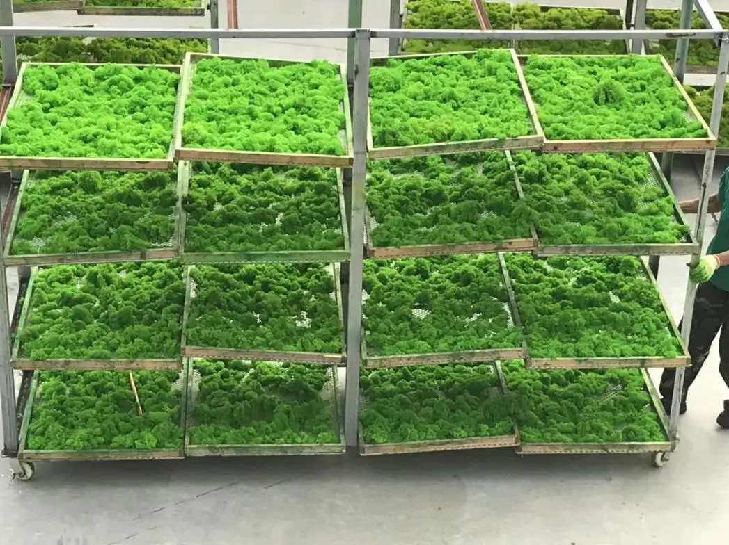 Wholesale Moss Plate (30 X 30 Cm) Made Of Real Iceland Moss For Moss ...