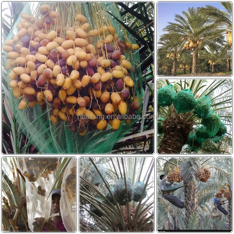 70*90cm 80*100cm 90*110cm Date Palm Harvest Mesh Bag PE Monofilament ...