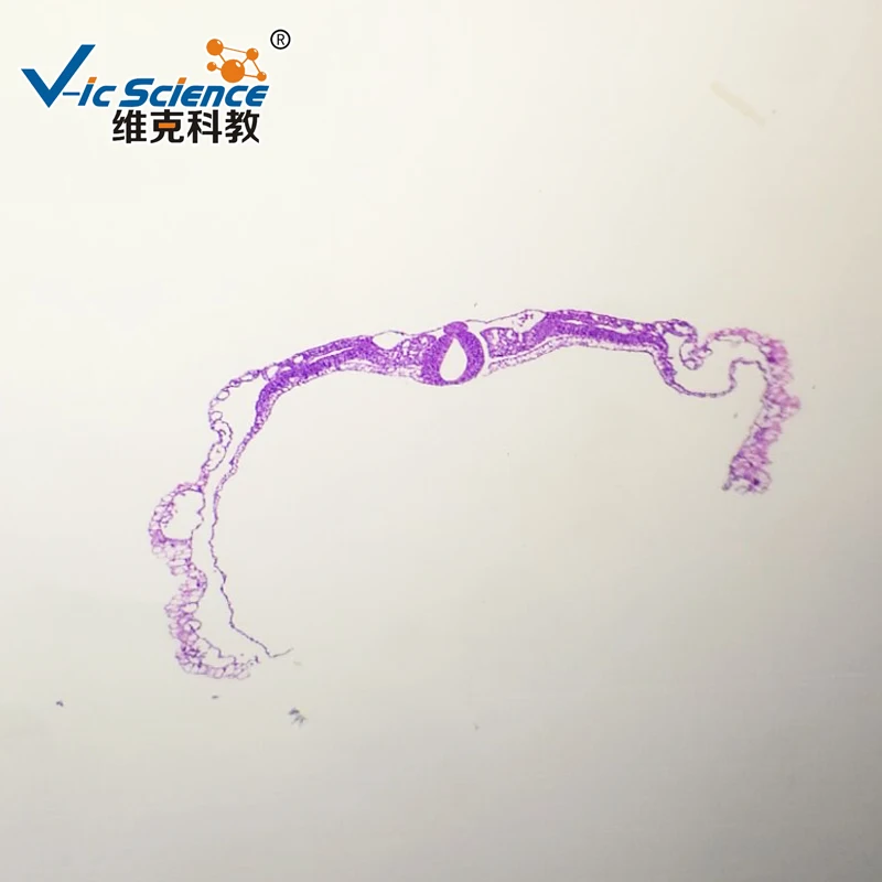 Chicken Embryo Slides (24 Hour) Serial Transverse Section, 46% OFF