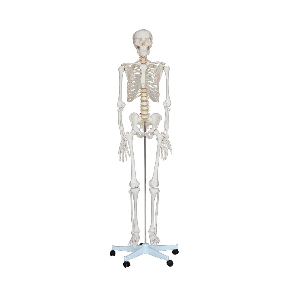 Factory Medical Science Life-size Skeleton 180cm Tall Human Skeleton ...