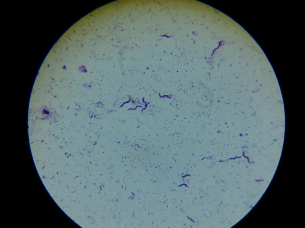 Laboratory Teaching Biological Microscope Slide Set