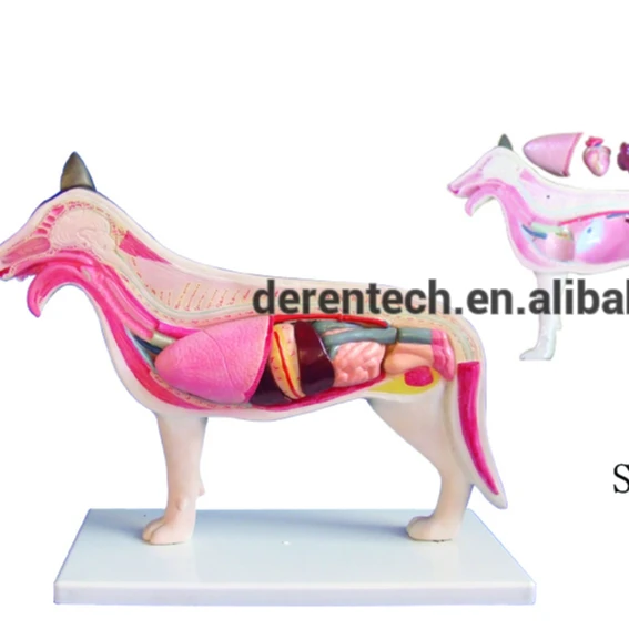 개 해부 모델 동물 해부학 모델| Alibaba.com