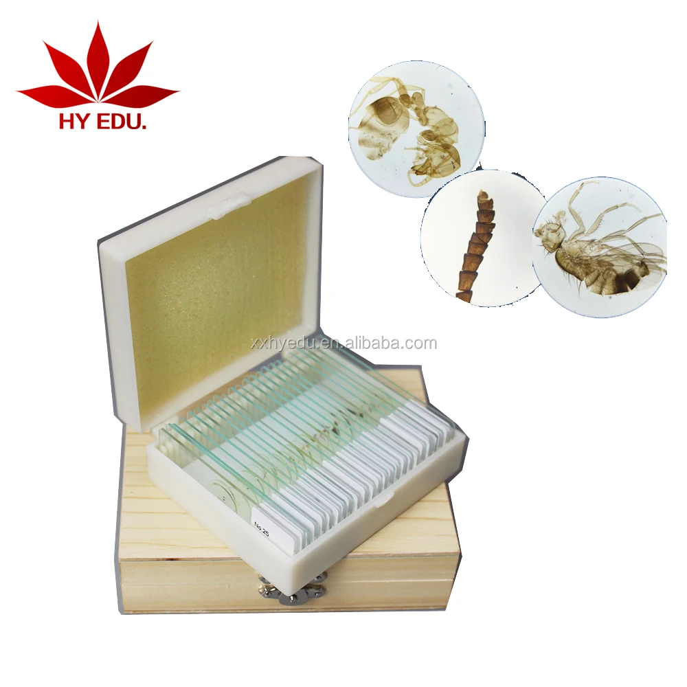 Hot-selling 25 Kinds Insects Whole Mount Slides Entomology Series ...