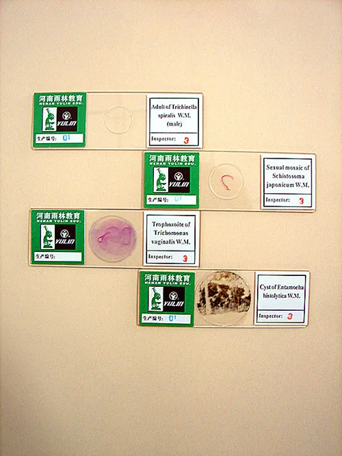 Intelligent Biological Tissue Dehydrator - YULIN Lab Equipment
