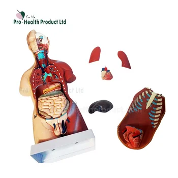 45cm 23 Parts Vivid Organs Digestive System Human Torso Model - Buy ...