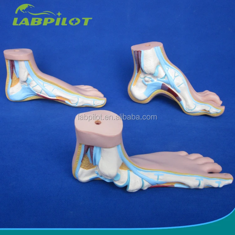 3D Biological Normal, Flat and Arched Foot Models,Human foot models ...