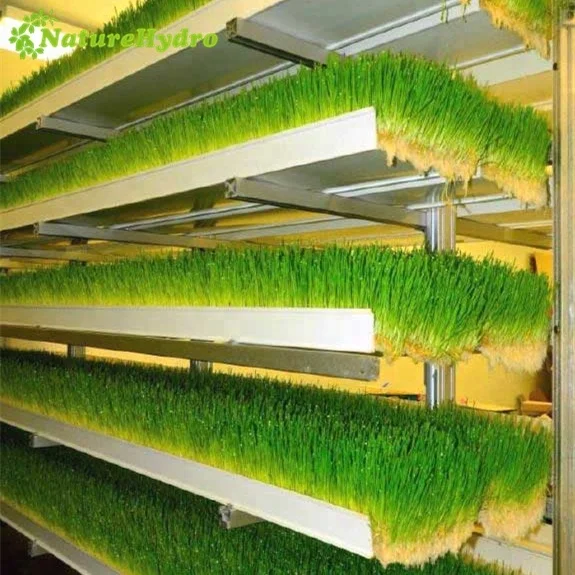 Hydroponic fodder grass system for animal| Alibaba.com