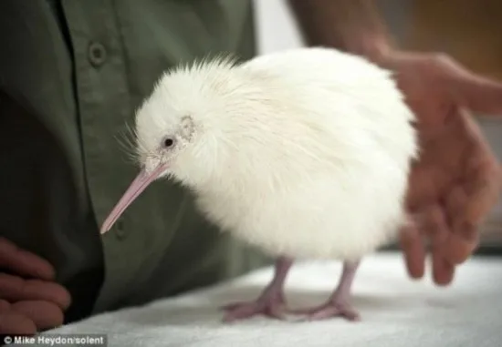 Wholesale Fur Toy Kiwi Bird Mini Feather Birds From New Zealand - Buy ...