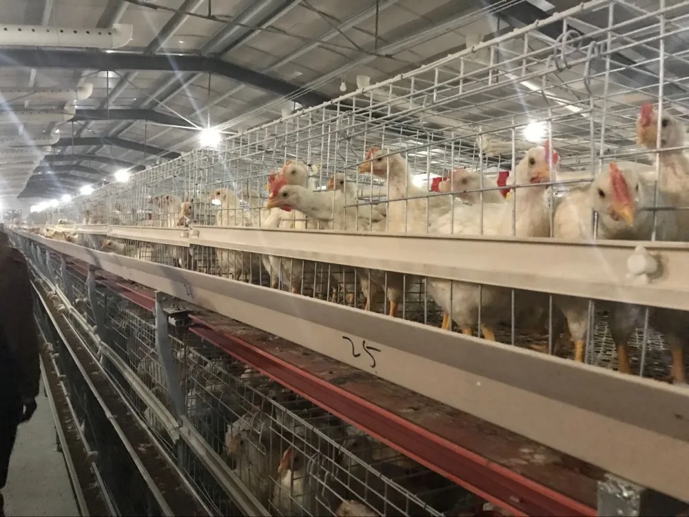 H Type Chicken Cages System Supply Completely - Buy H Type Chicken ...